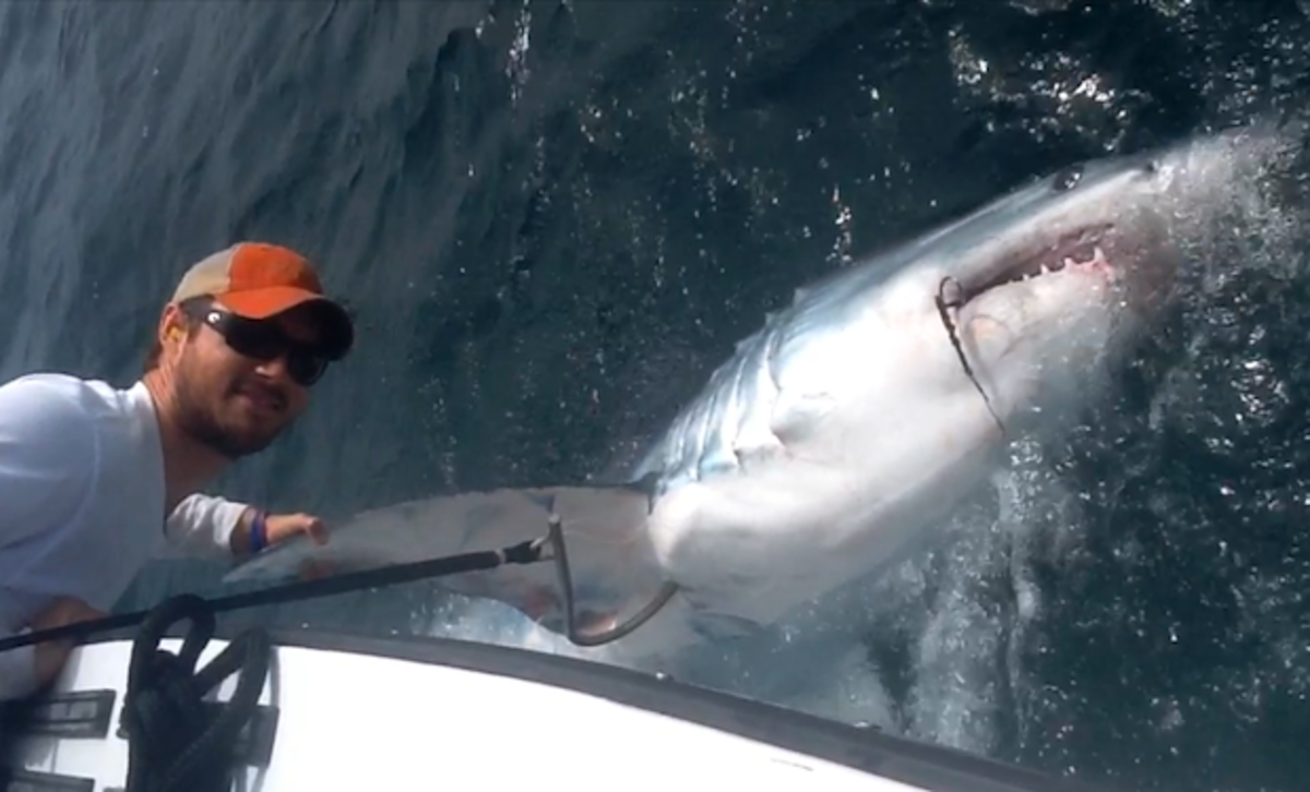 Giant mako shark hooked in Florida shallows - Men's Journal