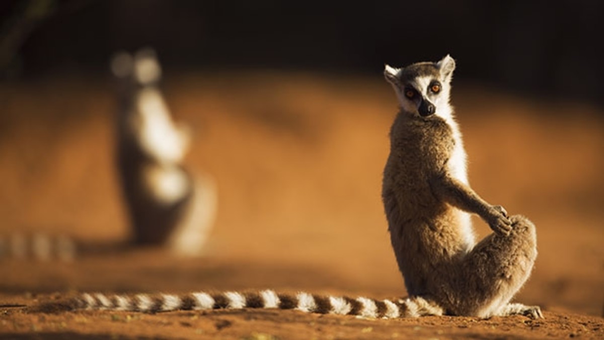 Why the 'Island of Lemurs' Is a Great Destination - Madagascar