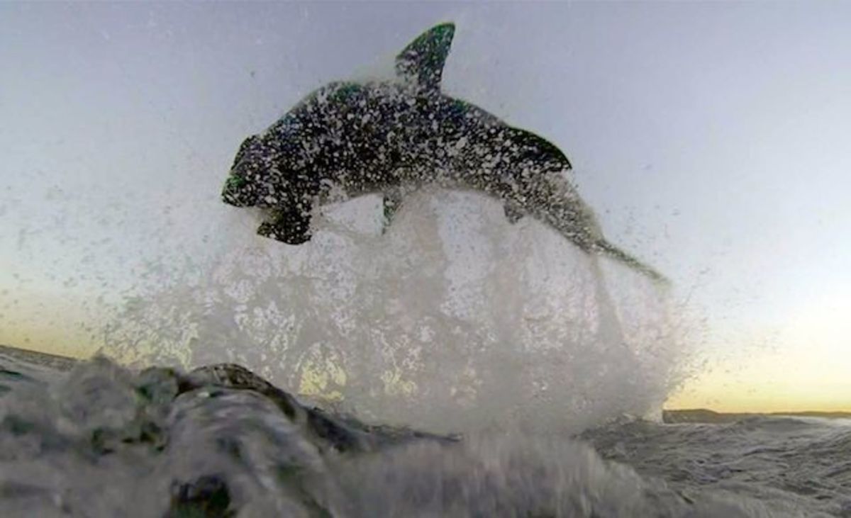 Great white sharks explode out of water in amazing research video - Men ...