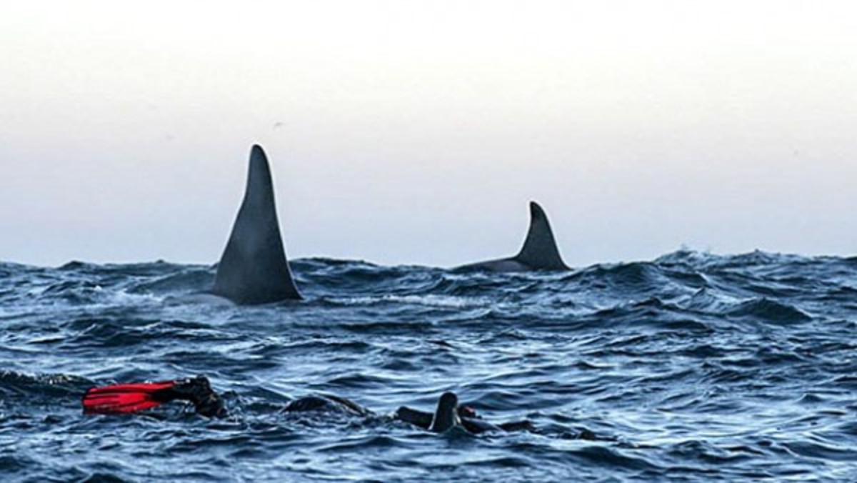 Why You Should Go Snorkeling in Norway, During the Winter