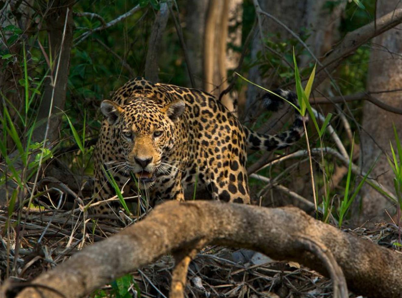 The Last Days of the Big Cat Survivor, Conservationist Alan Rabinowitz