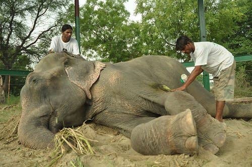 Abused elephant rescued by Wildlife S.O.S.