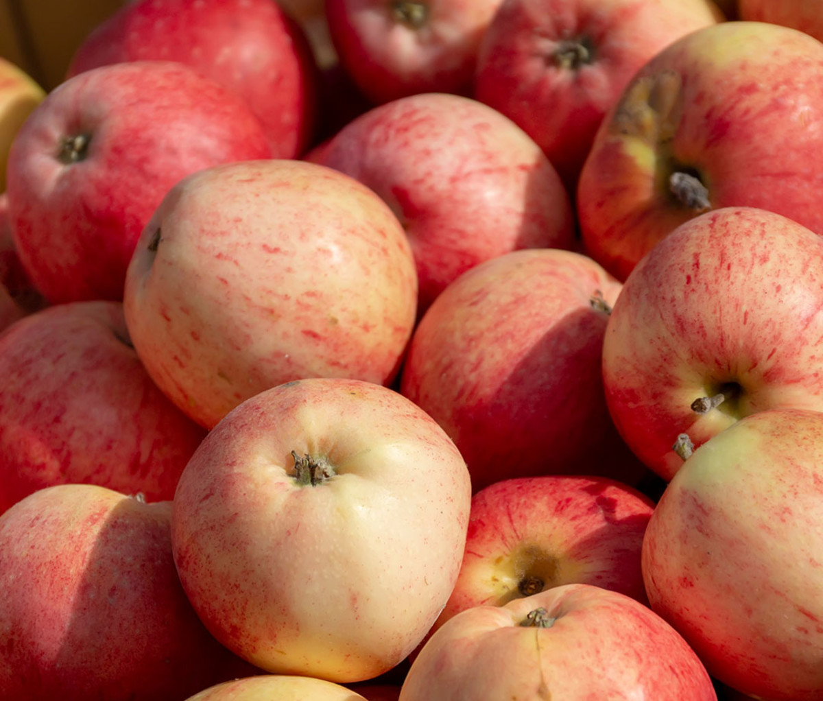 Fall Fruit: The 10 Most Nutritious Fall Fruits and Vegetables