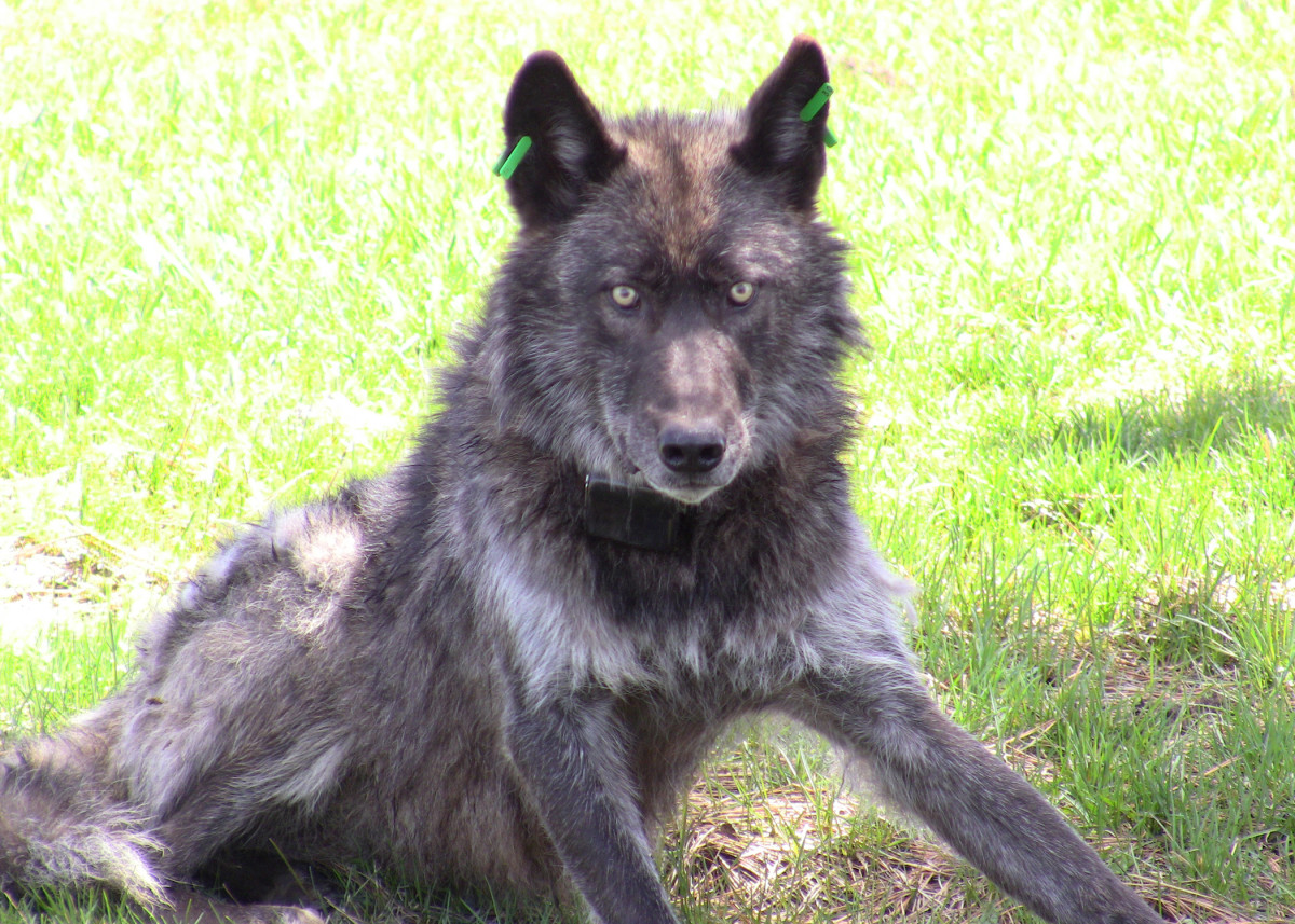 Life and Legacy of OR4, Oregon's Most Celebrated Wild Wolf
