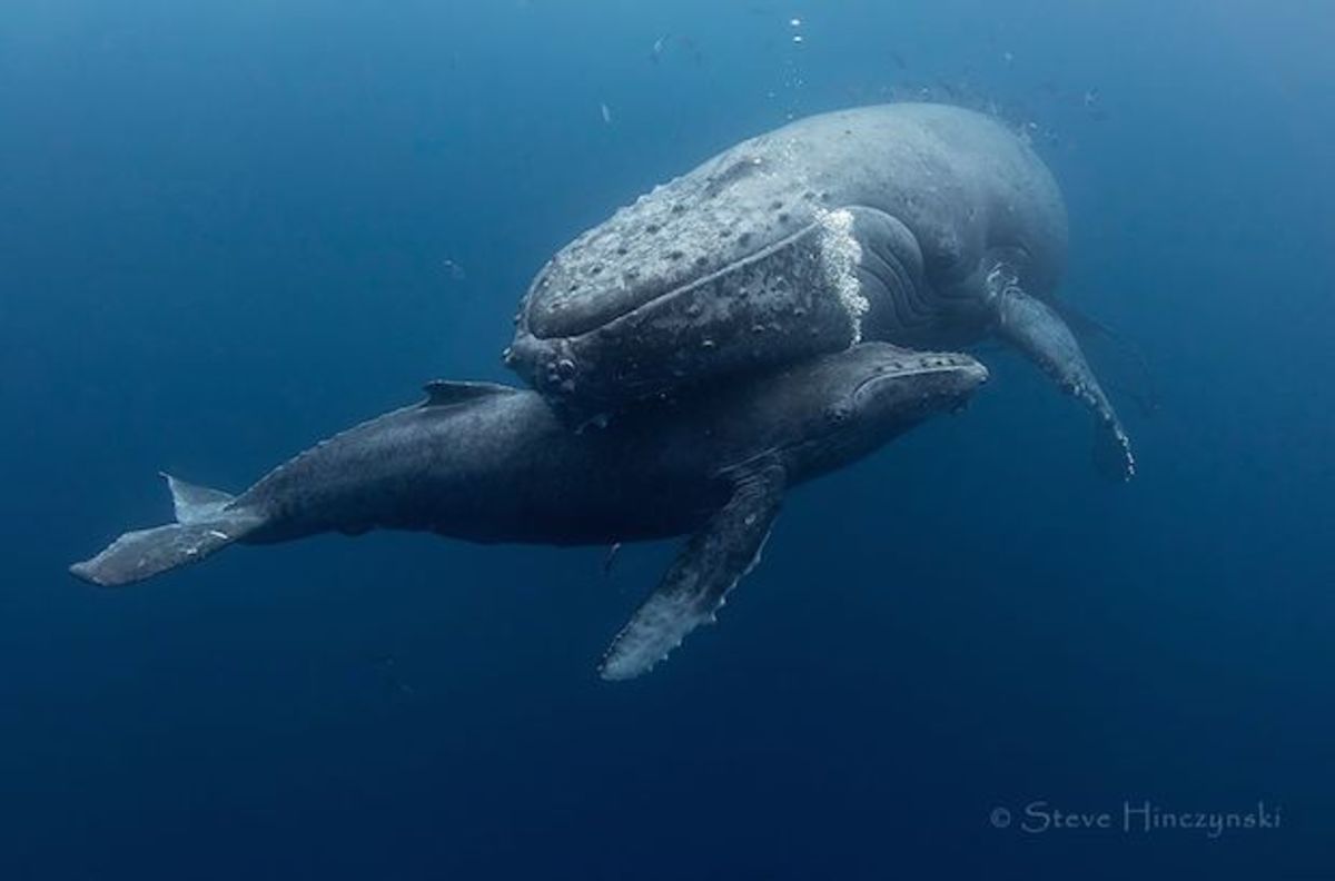 Baby Humpback Whale