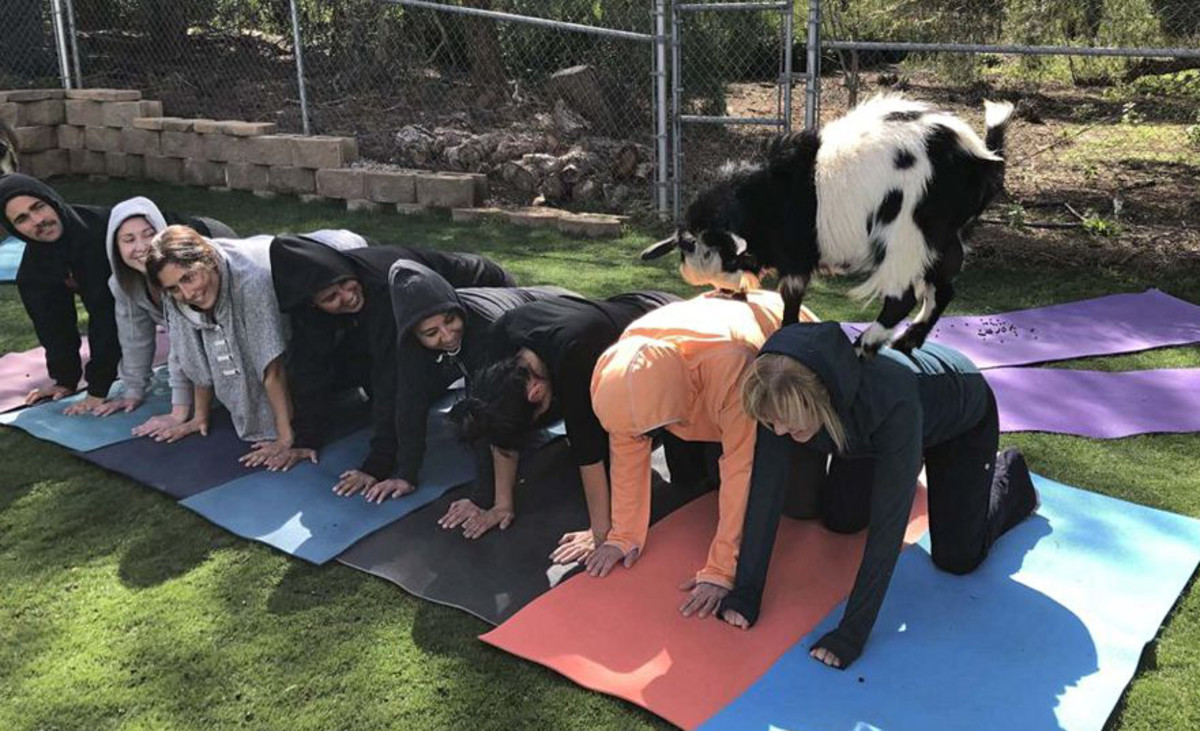 What to Know Before You Go to Your First Goat Yoga Class