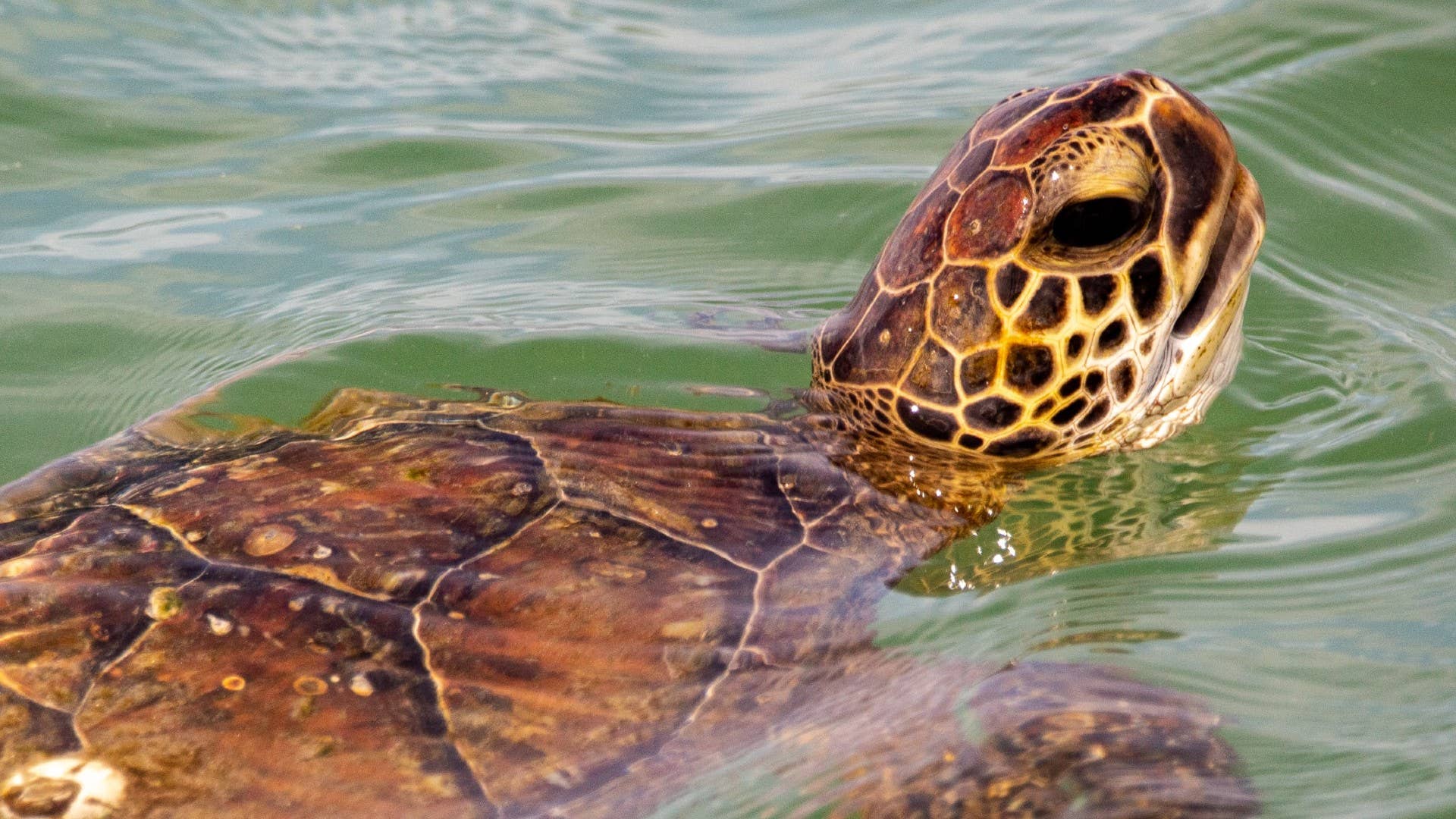 Thousands of Cold-Stunned Sea Turtles Rescued in Texas | Men's Journal
