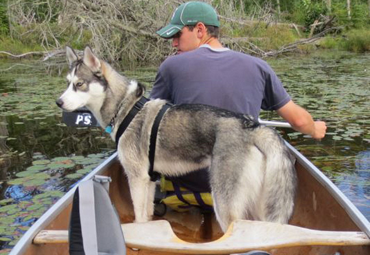 Essential Guide to Canoeing and Kayaking with Dogs