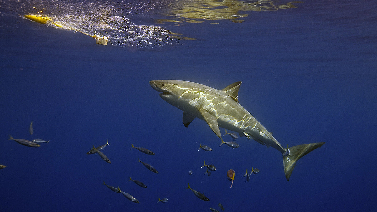 Laird Hamilton Shark