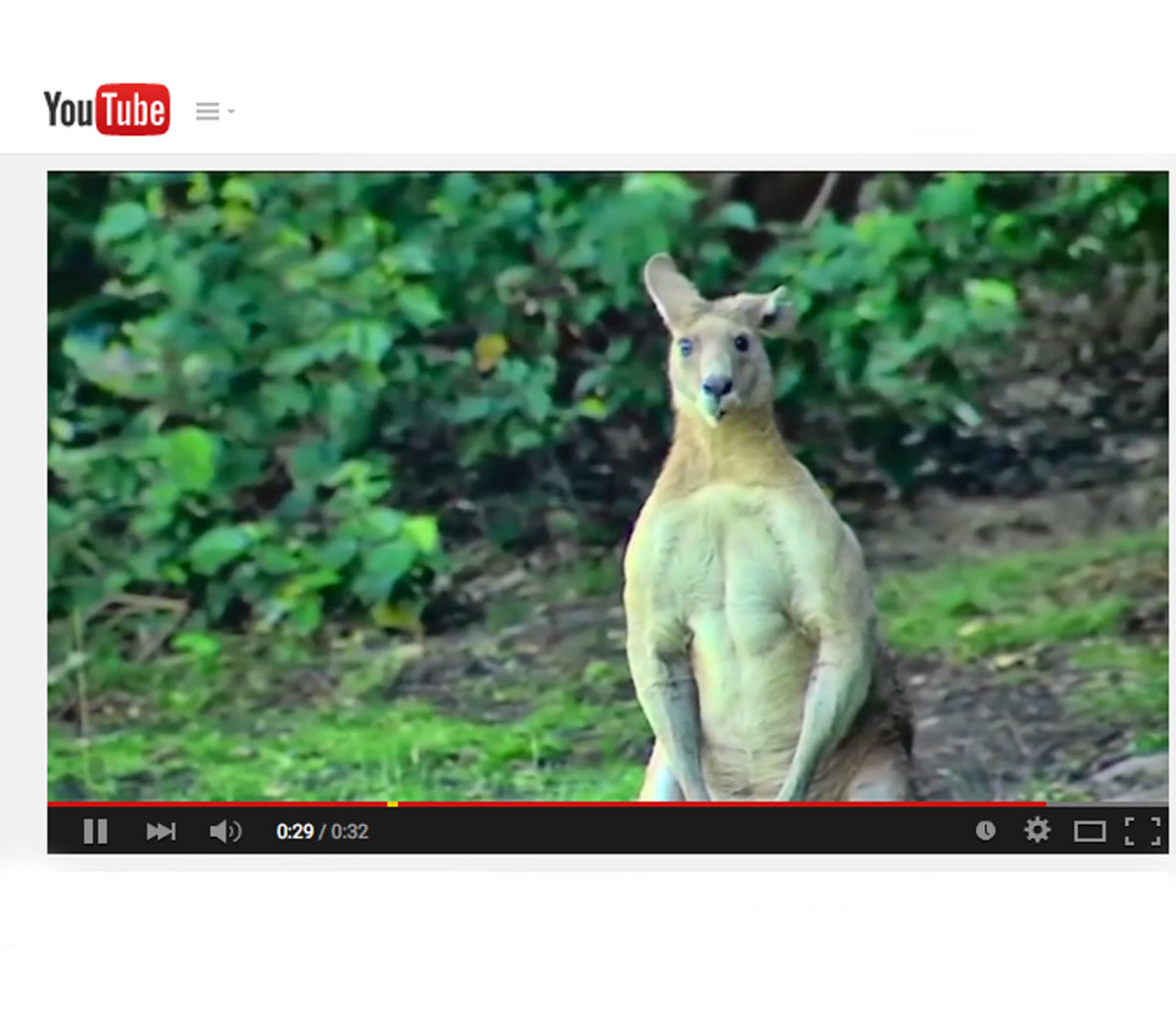 Kangaroo Muscle 17 Kangaroo Muscle Stock Photos, High Res Pictures,