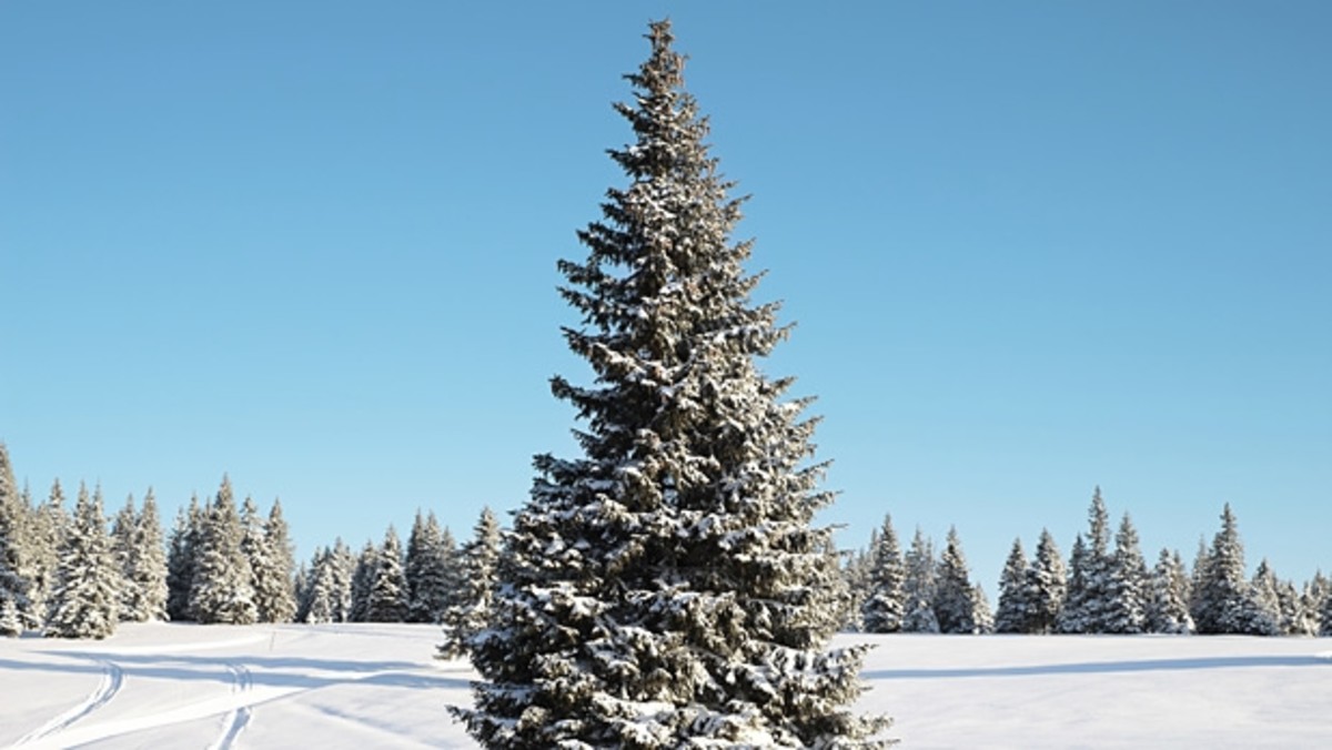 Cutting Your Own Christmas Tree in a National Forest