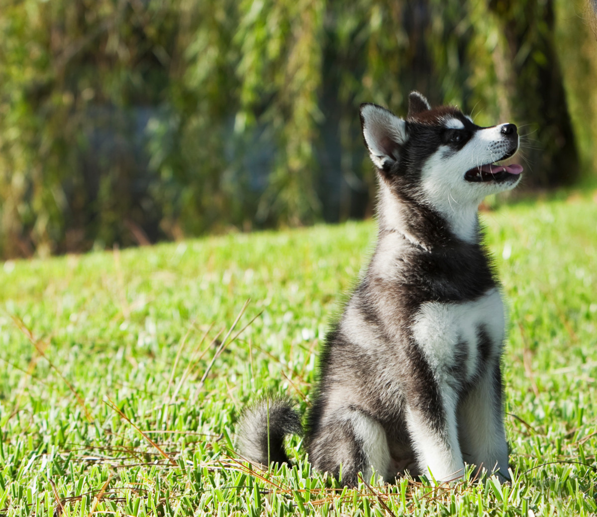 The Top 10 Most Active Dogs - Men's Journal