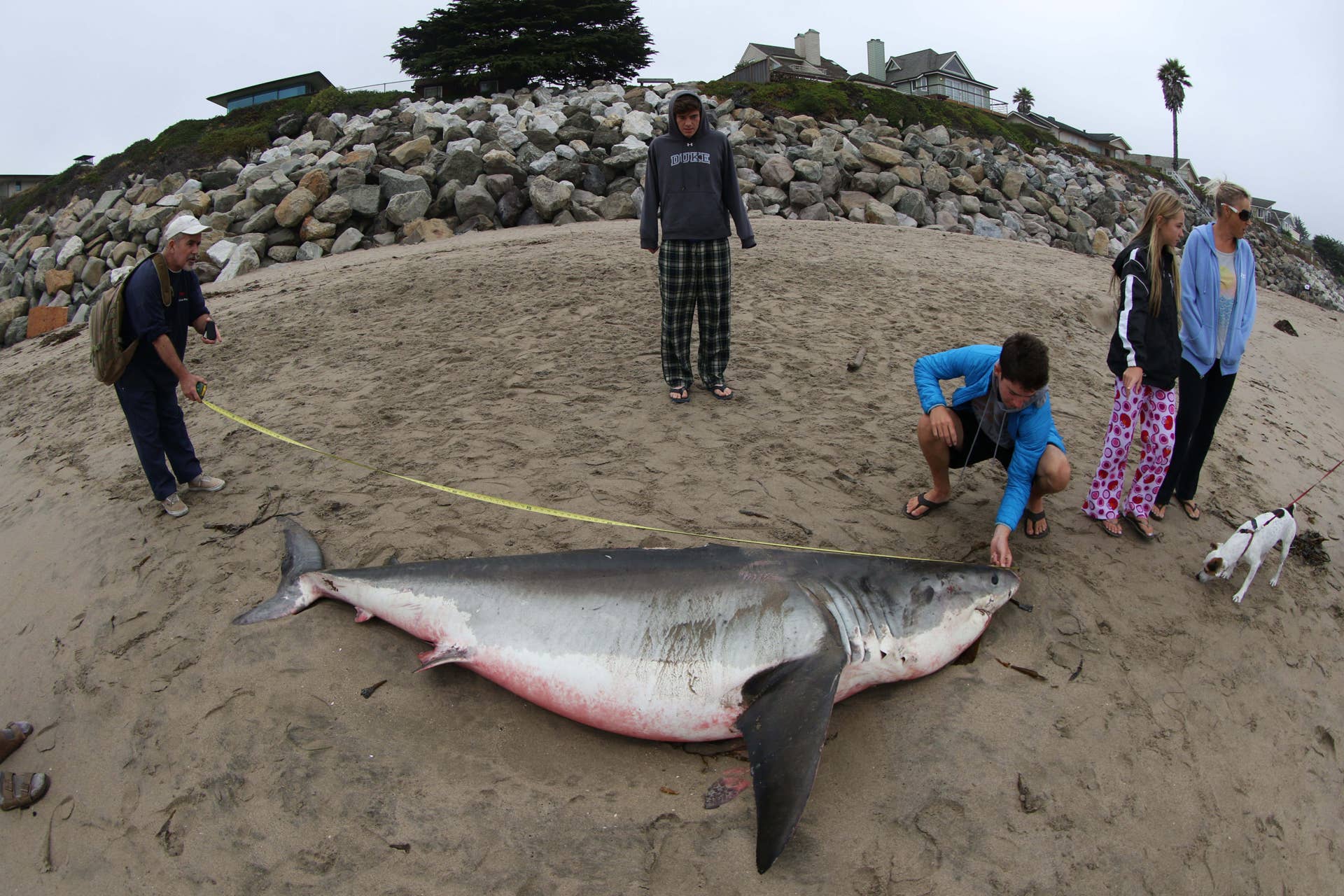 Great white shark washes up in Santa Cruz