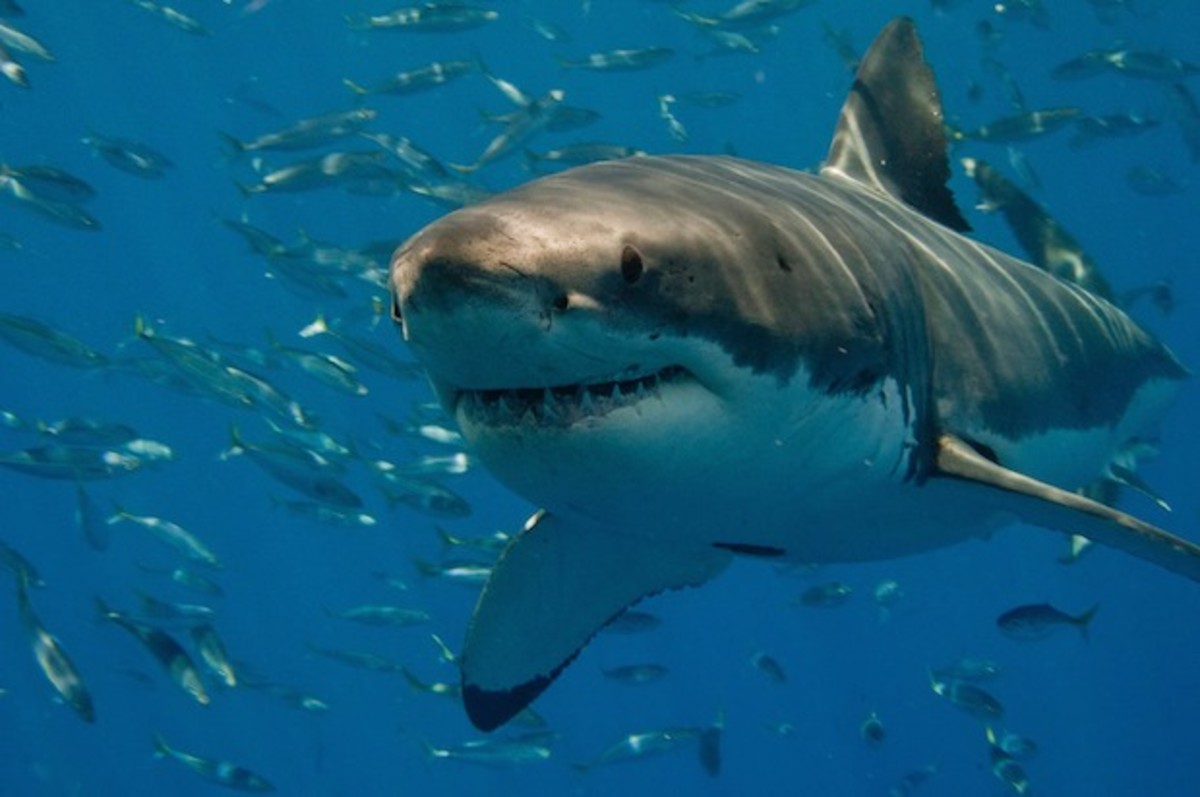 Western Australia's shark cull comes at a cost