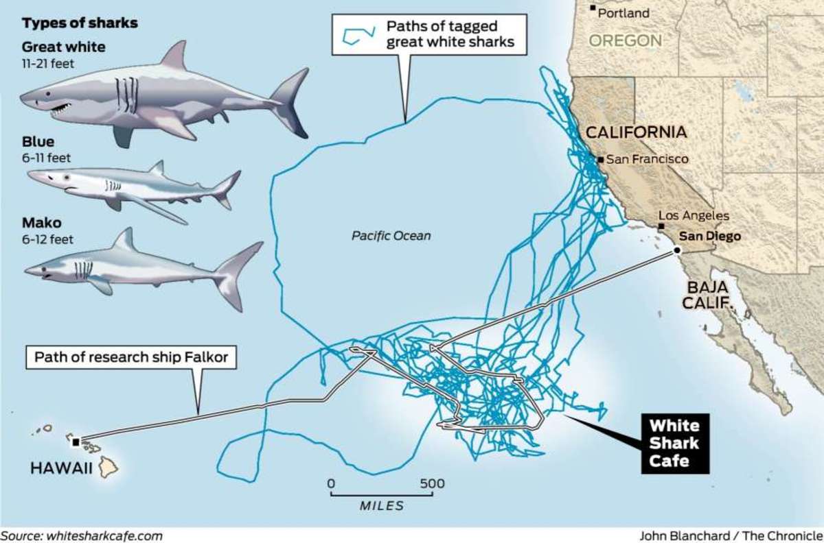 What Is the 'White Shark Cafe' and What Does It Mean for Swimmers and ...