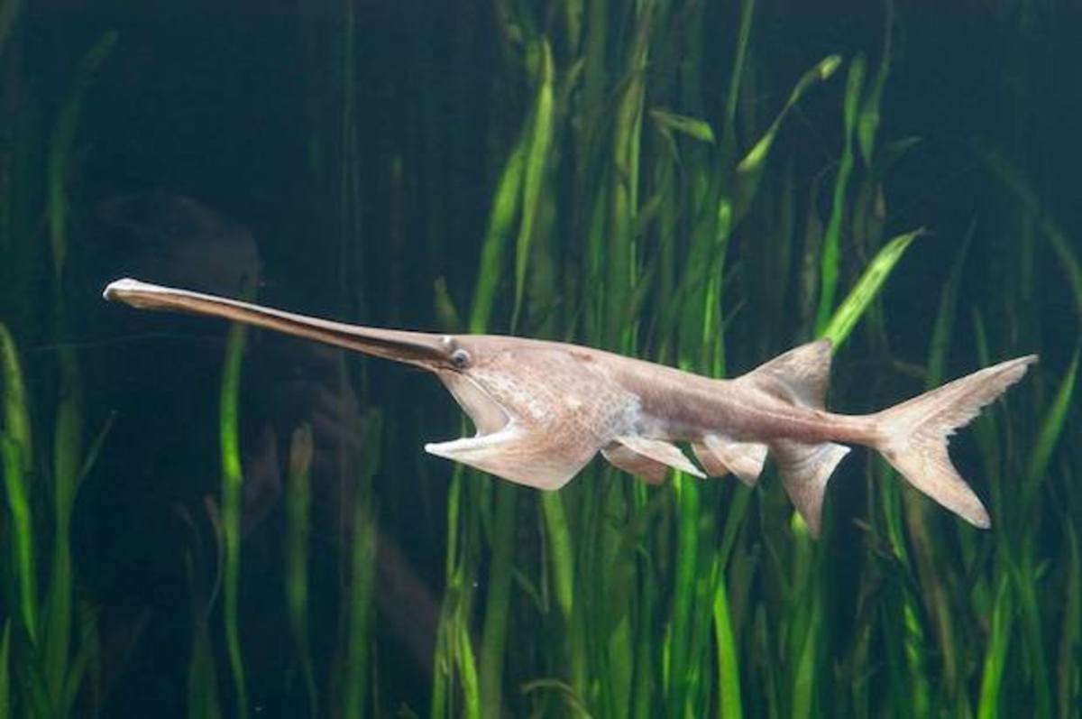 American paddlefish receive major boost