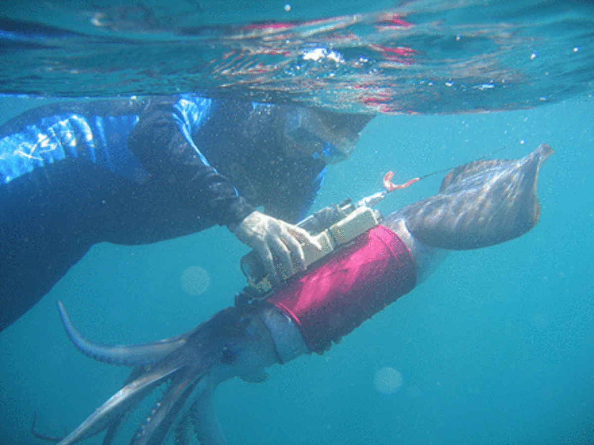 Decoding the language of Humboldt squid - Men's Journal Decoding the language of Humboldt squid - Men's Journal