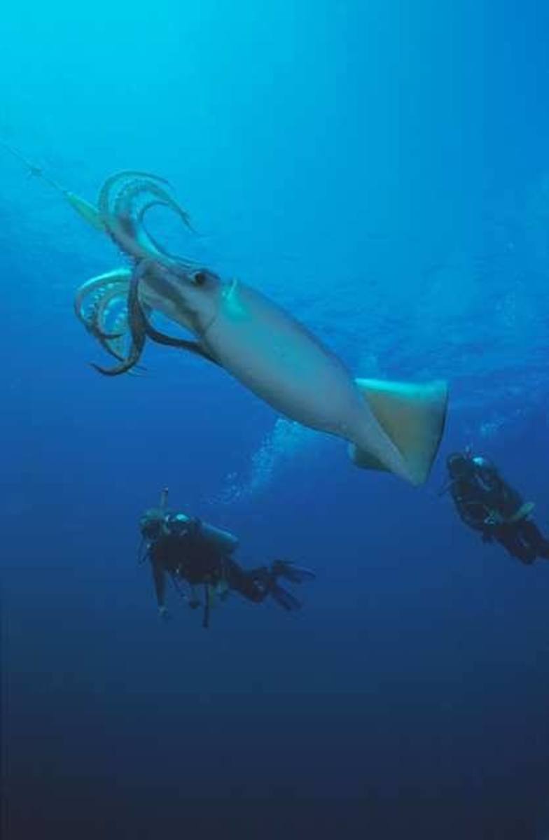 Decoding the language of Humboldt squid Decoding the language of Humboldt squid