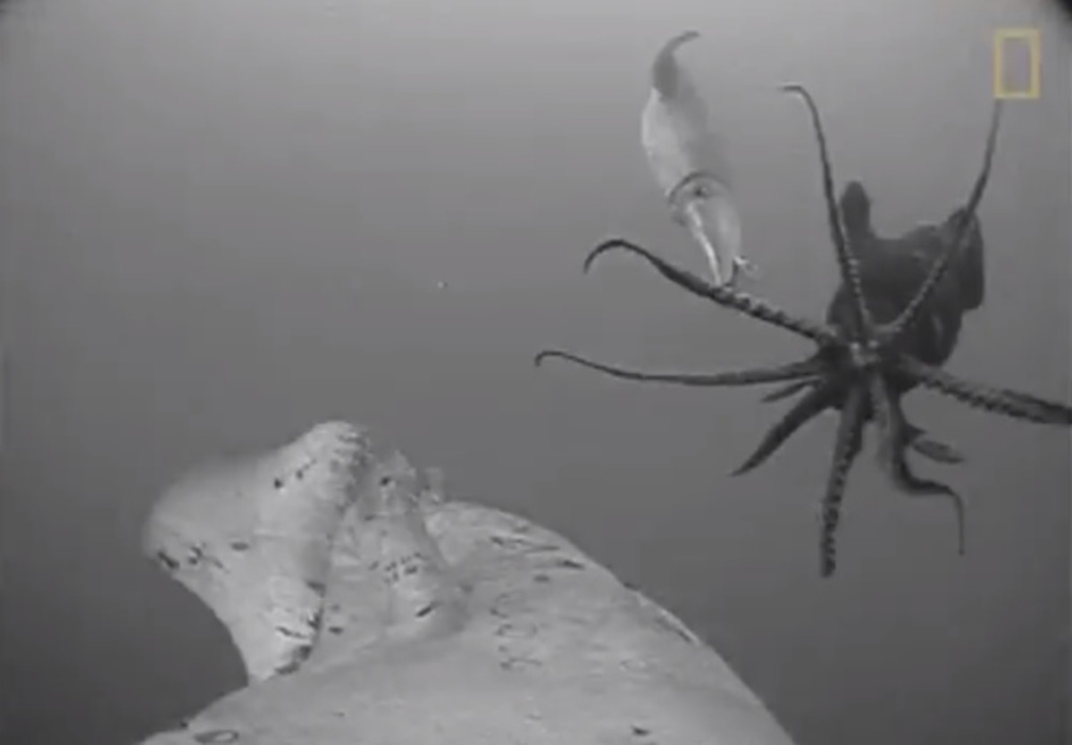 Decoding the language of Humboldt squid - Men's Journal Decoding the language of Humboldt squid - Men's Journal
