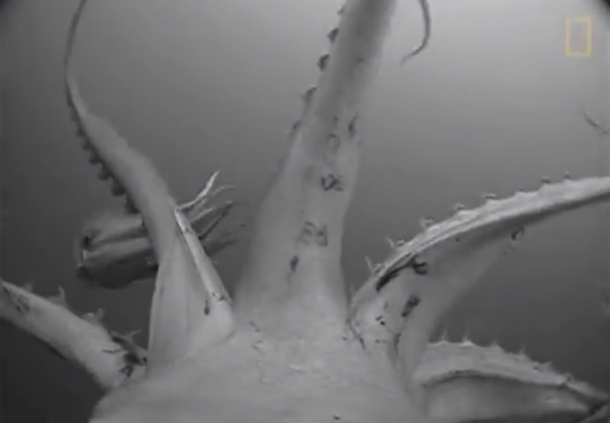 Decoding the language of Humboldt squid - Men's Journal Decoding the language of Humboldt squid - Men's Journal