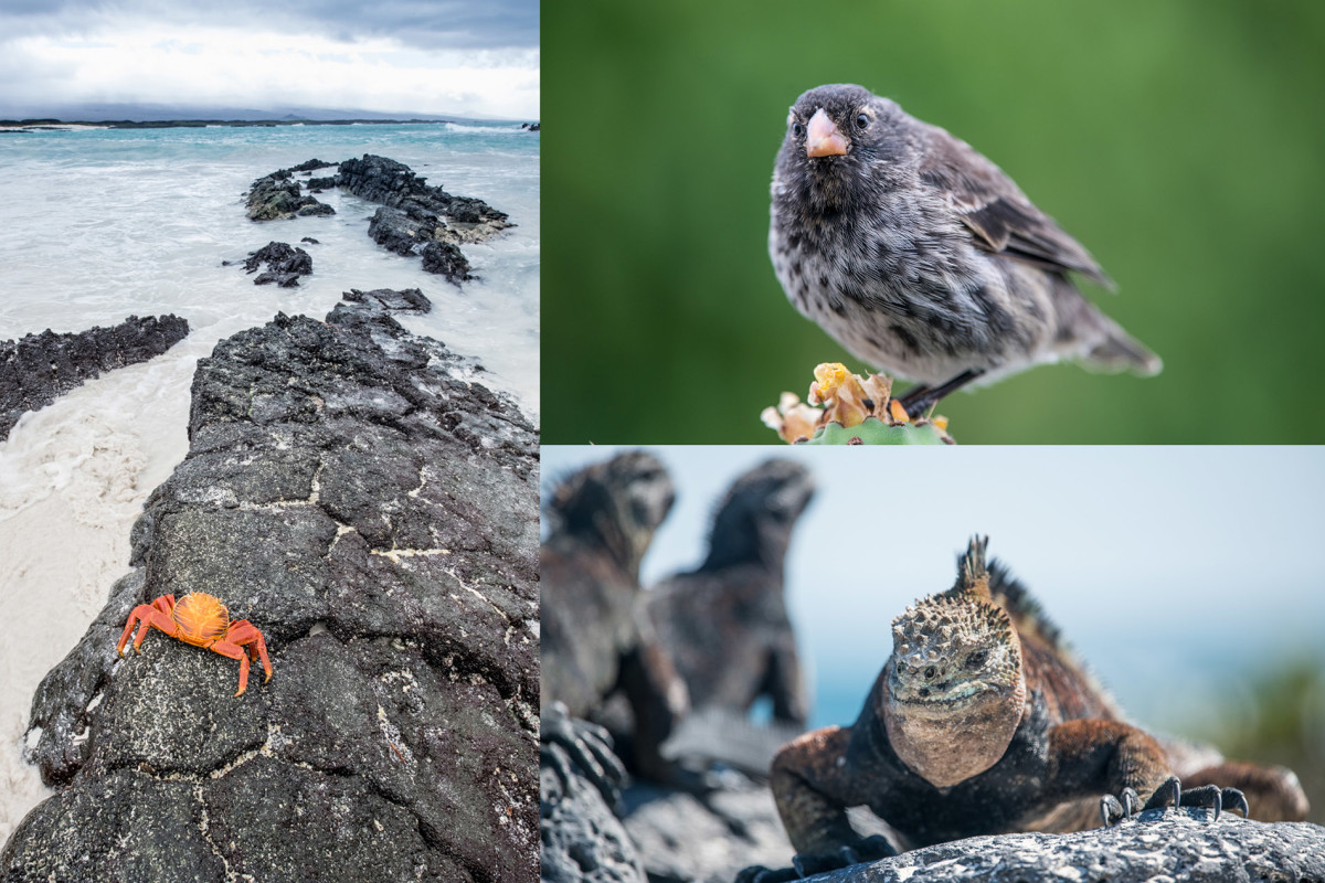 Breathtaking Photos from the Galapagos Dream Retreat