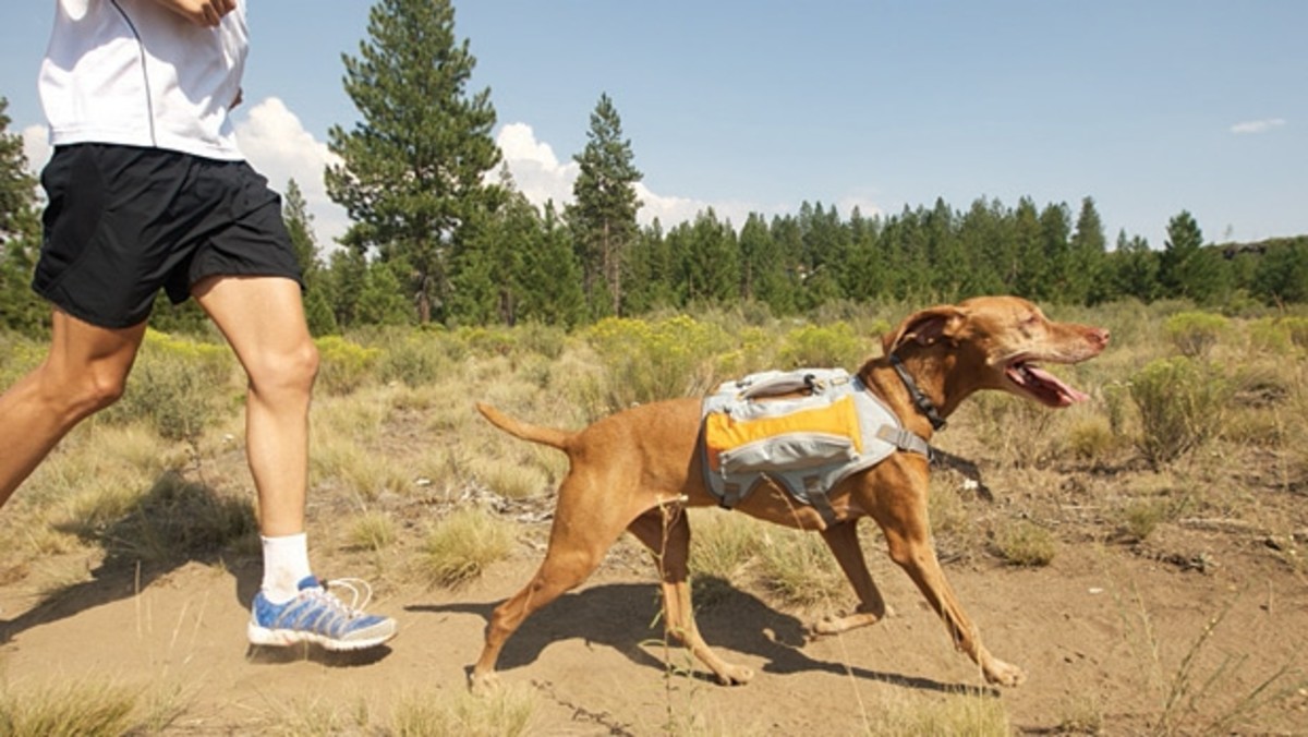 A Workout Fit for the Dogs - Men's Journal