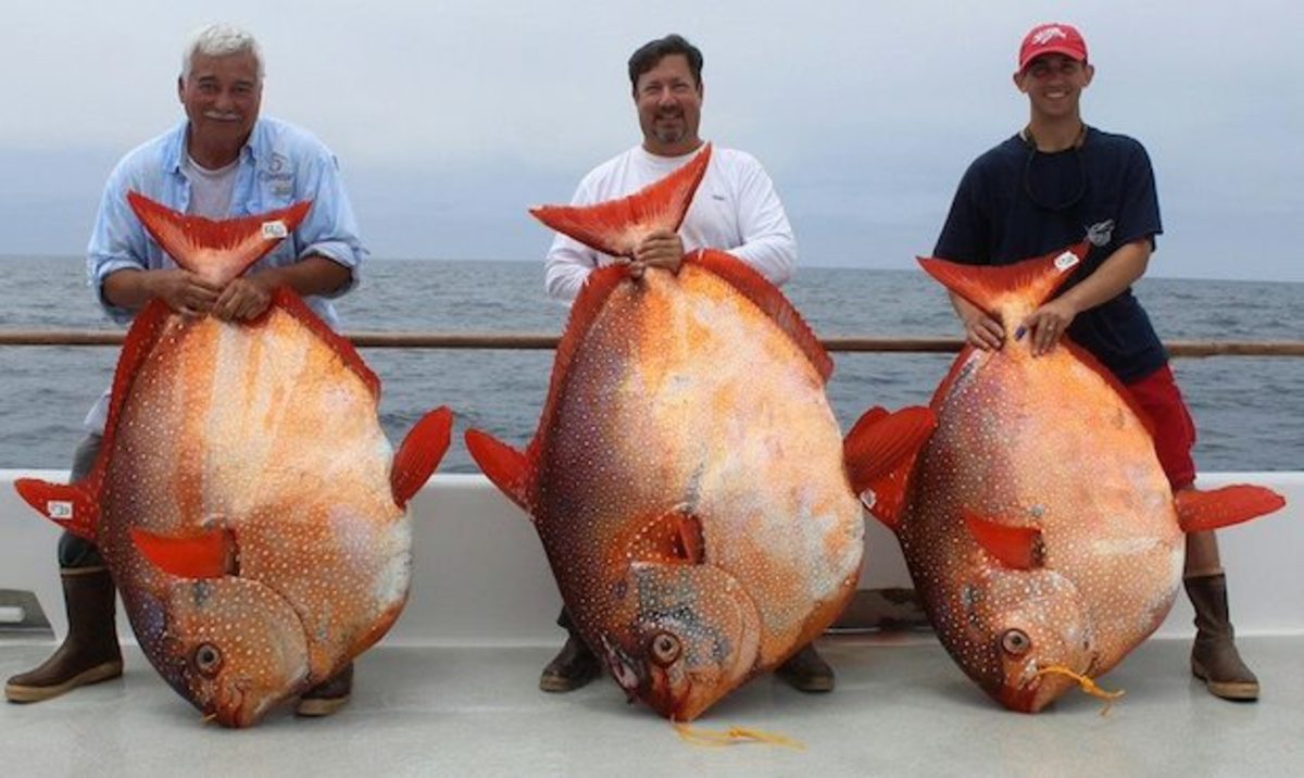Maryland anglers reel in extremely rare opah 'moonfish'; photos - Men's ...