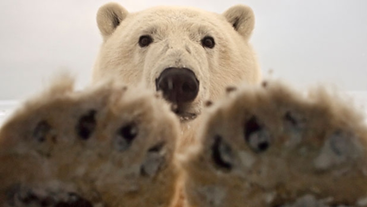 Inside the Polar Bear Takeover of the Inuit Town of Arviat