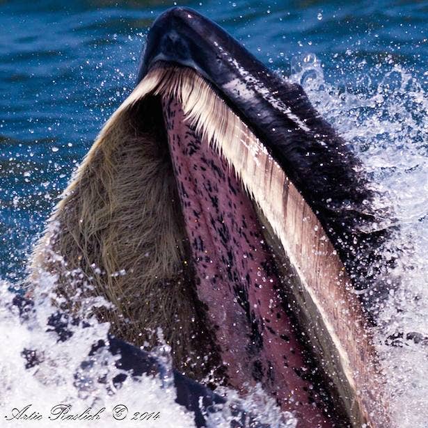 New York's biggest stars? Humpback whales