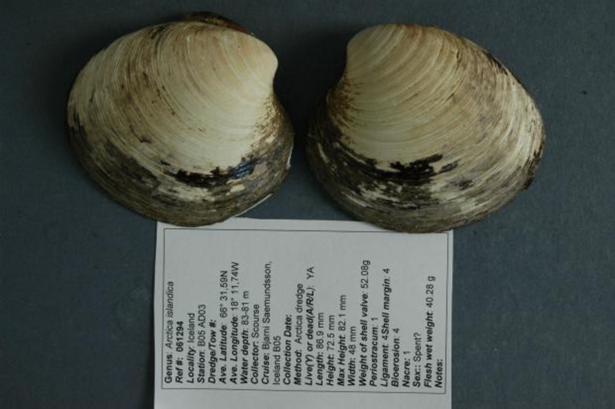Deep-sea clam, world's oldest creature, was 507 when captured by scientists