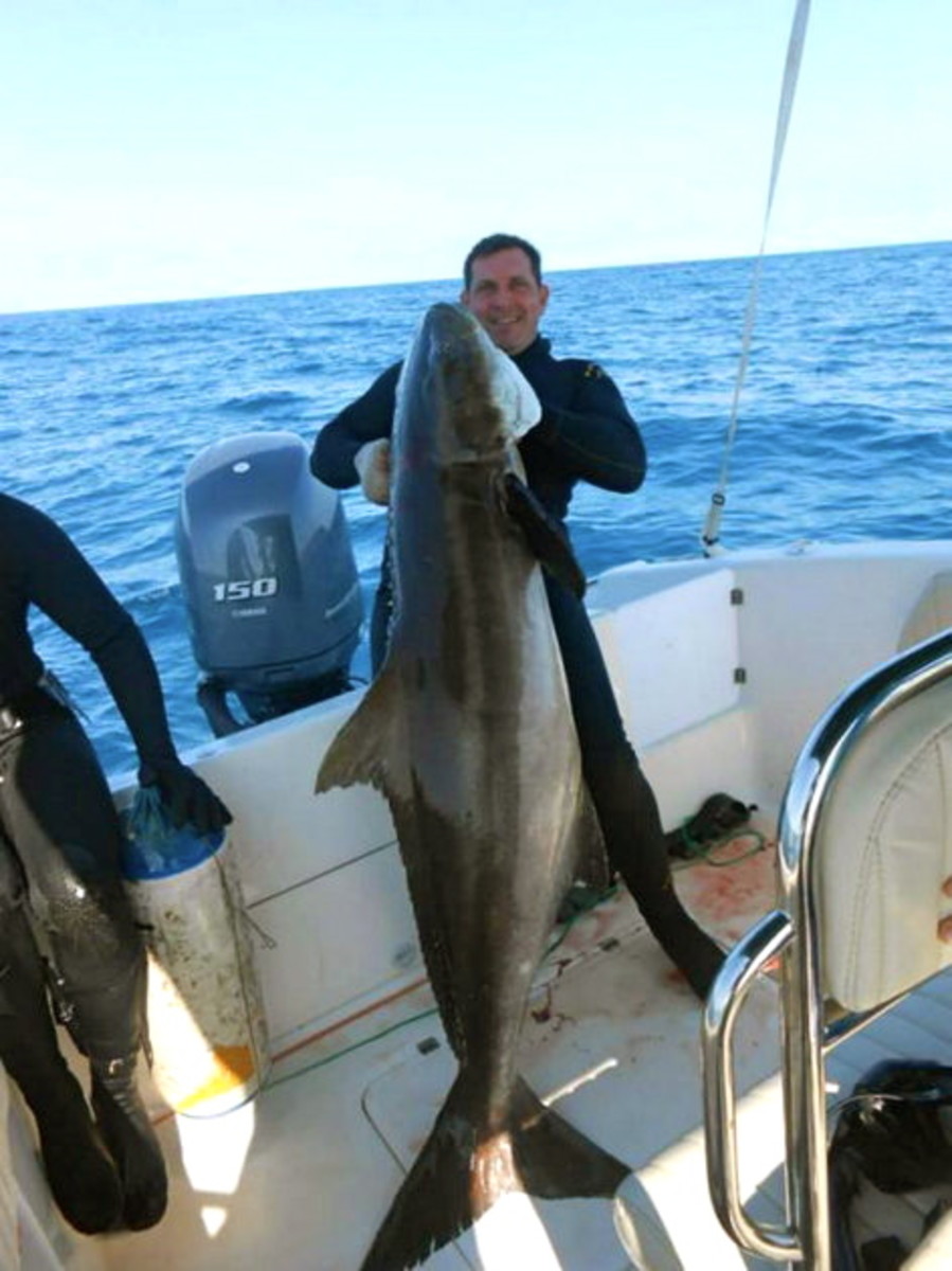 Enormous cobia speared off Brazil nearly 30 pounds heavier than record ...