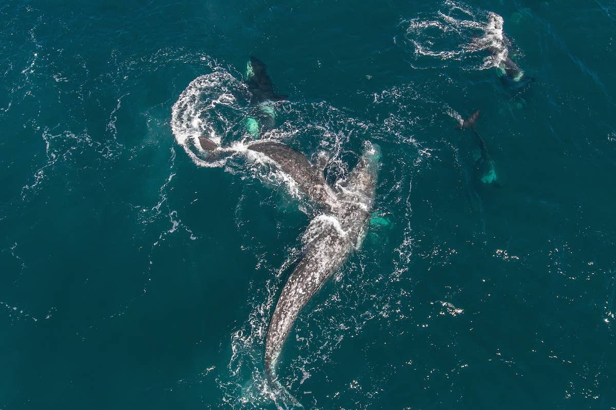 Gray whale ‘super mom’ defends baby from relentless orca attack; rare ...