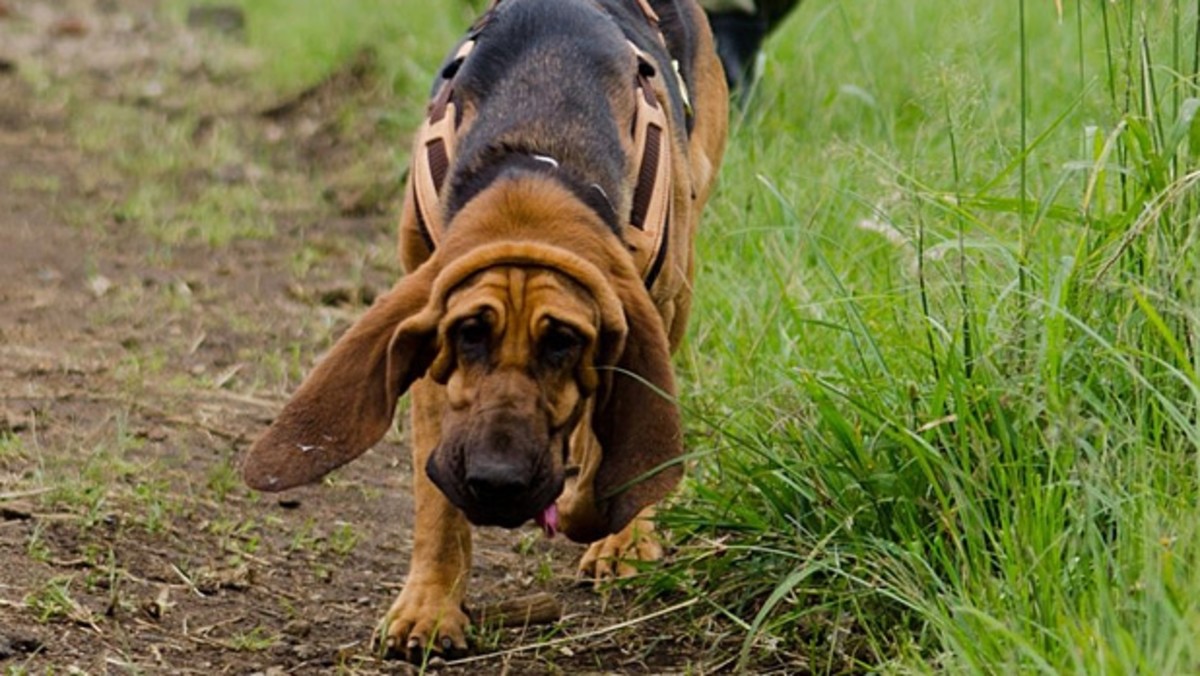 Africa's New Poaching Police