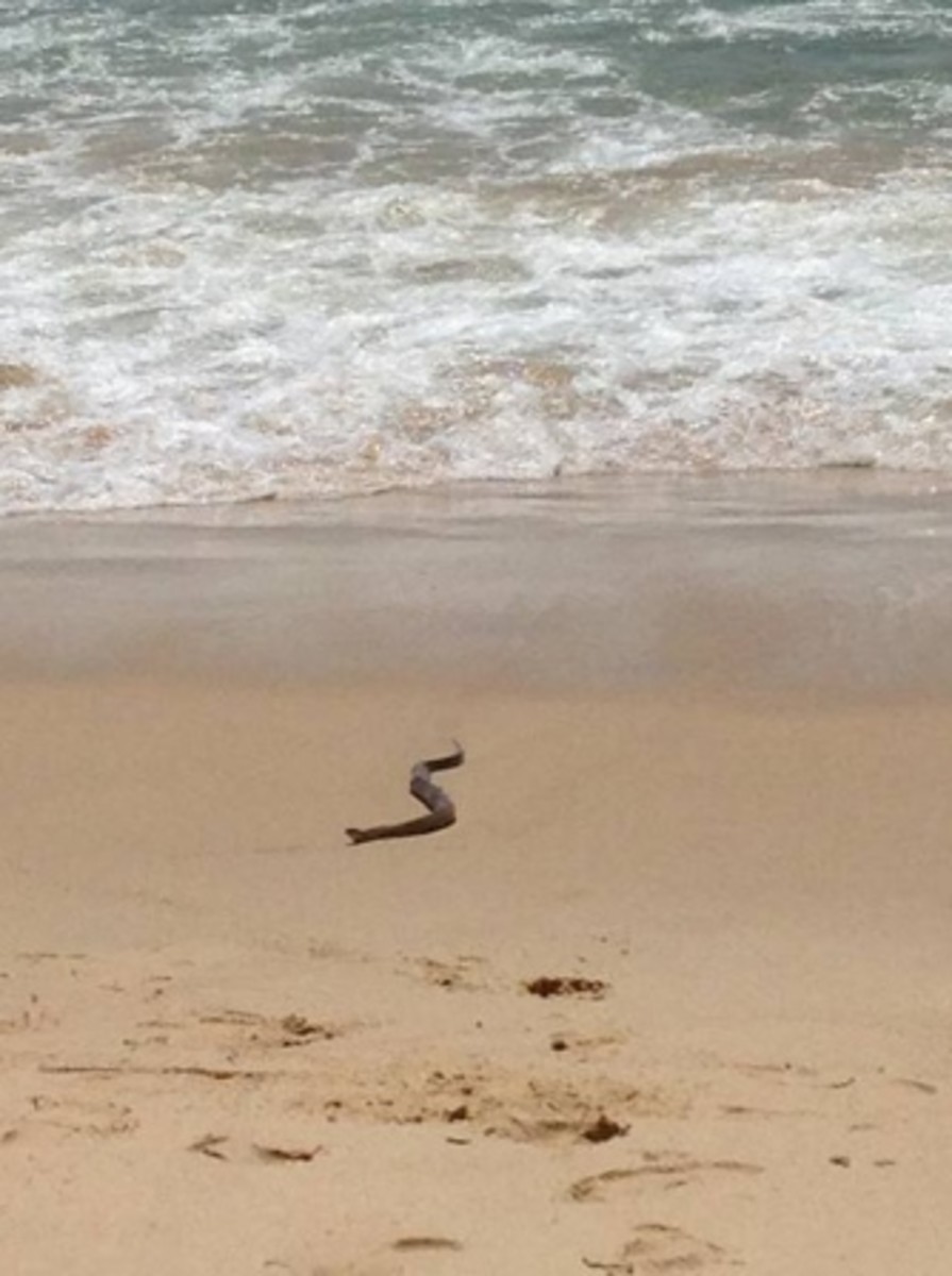 That's no shark, but a deadly brown snake!