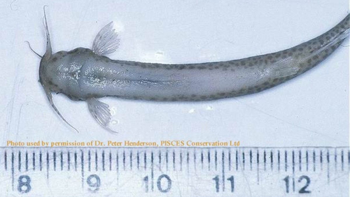 What to Do When River Monsters Attack - Men's Journal