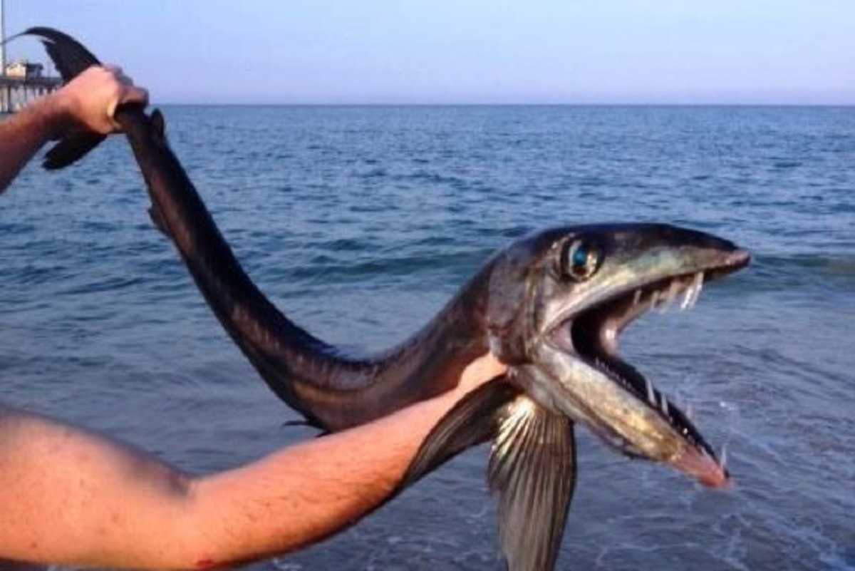 Fishing: 6 amazing catches from 2014