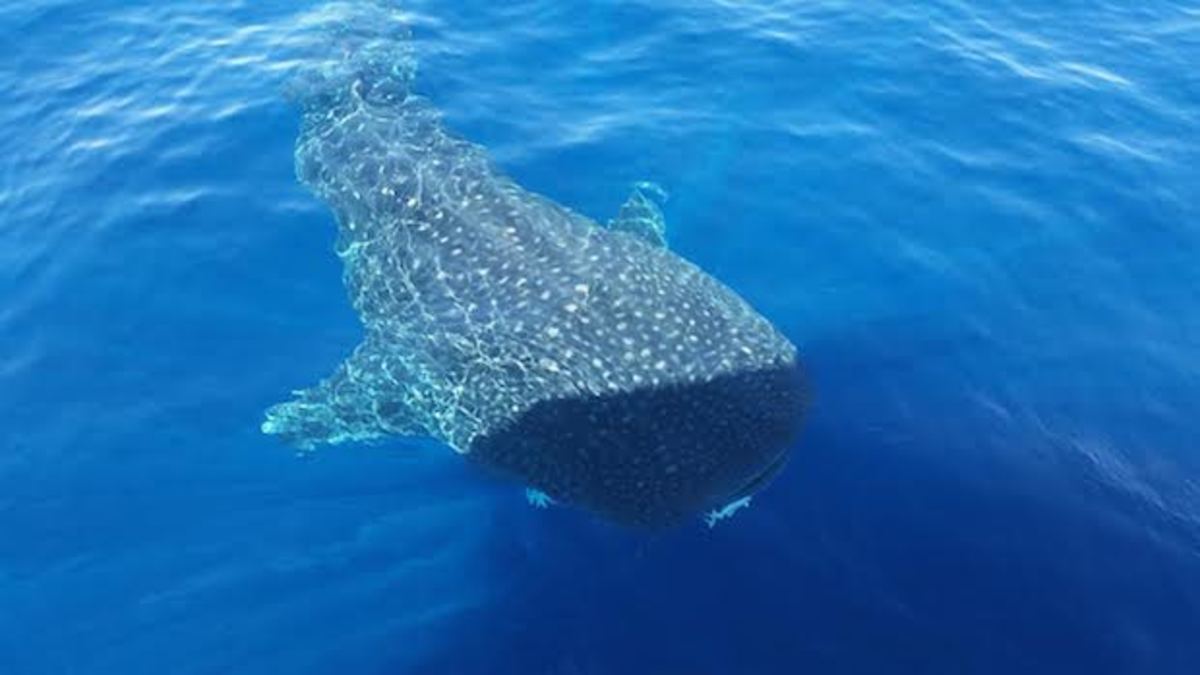 Whale shark spotted off Southern California