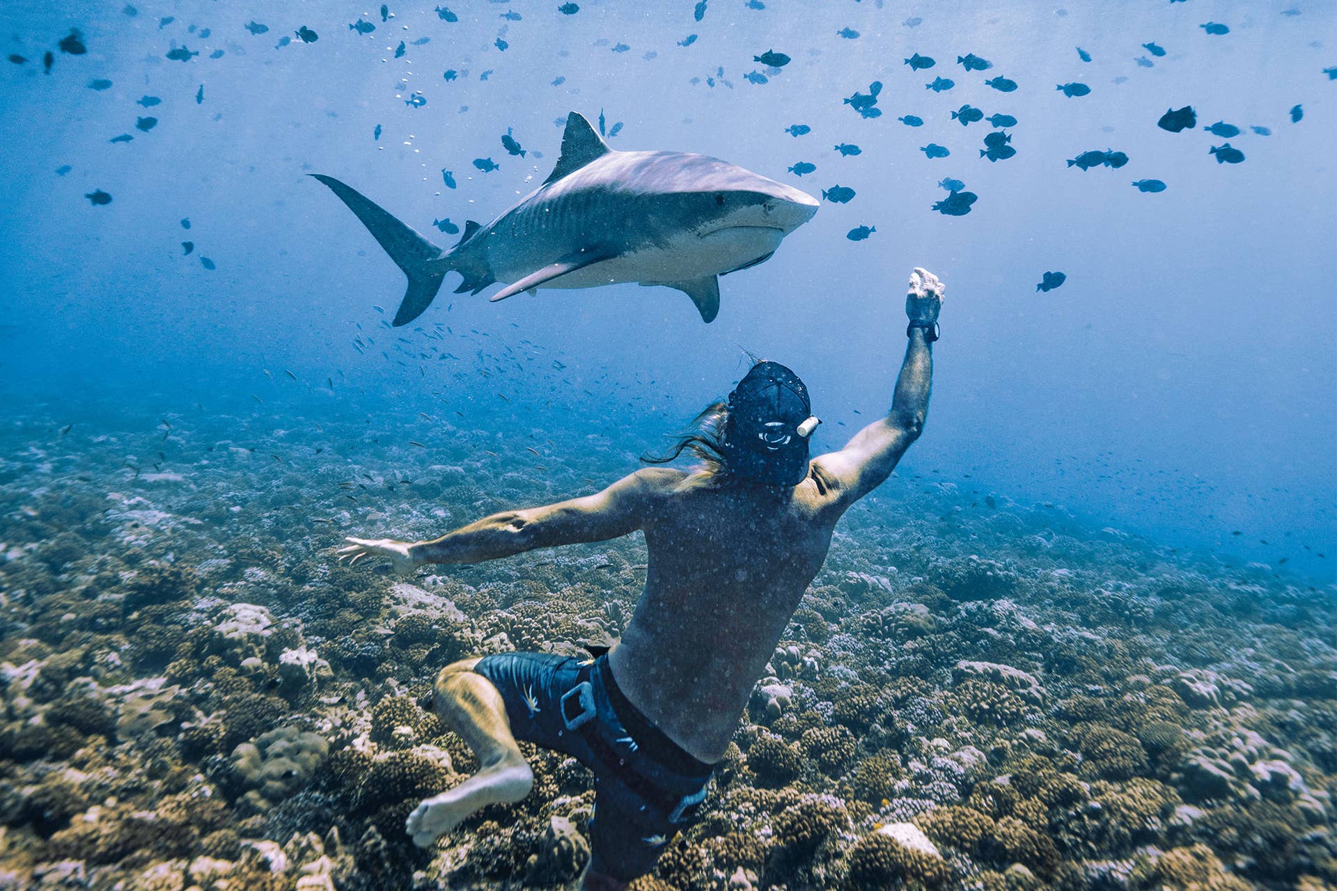 This Fearless Free Diver Befriends Sharks in the South Pacific