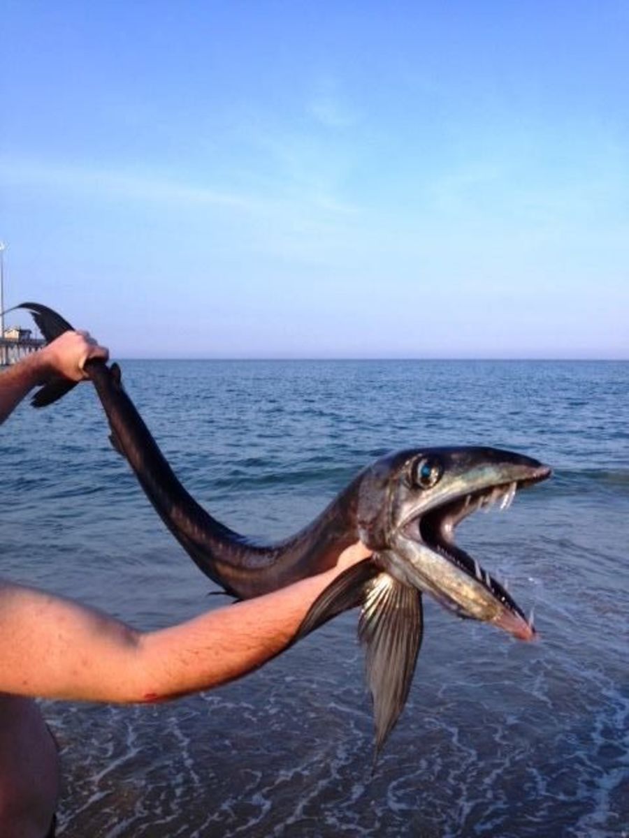 Fishing: 6 amazing catches from 2014