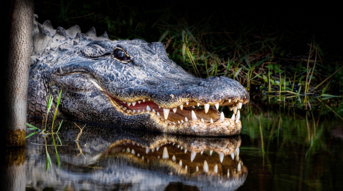 Gator Bites Off Florida Man's Arm While Peeing Behind Bar