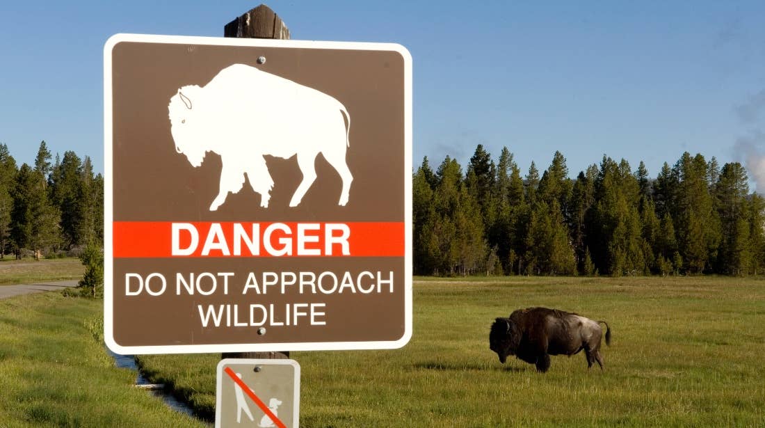 Yellowstone Sees Spike in Dangerous Animal-Tourist Interactions