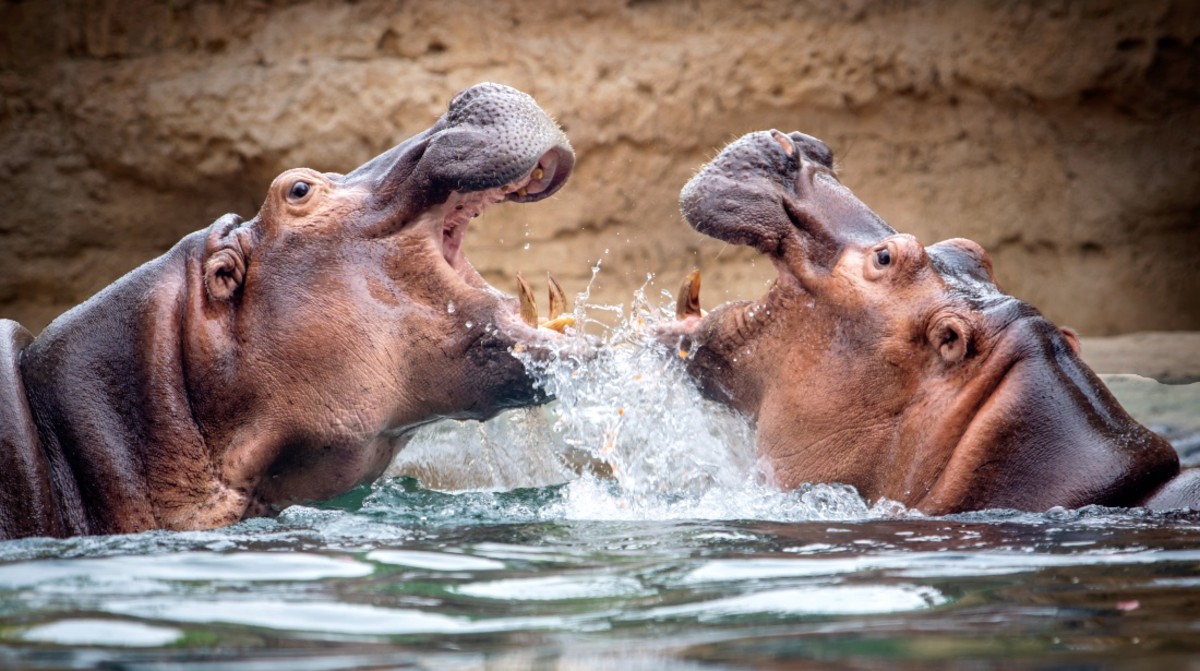Hippo Fight Breaks Out On South African Golf Course on Video