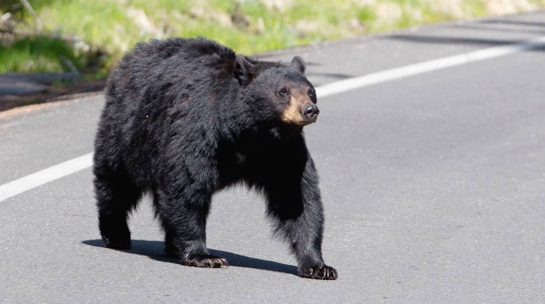 Yellowstone Officials Investigate Man Harassing Black Bears
