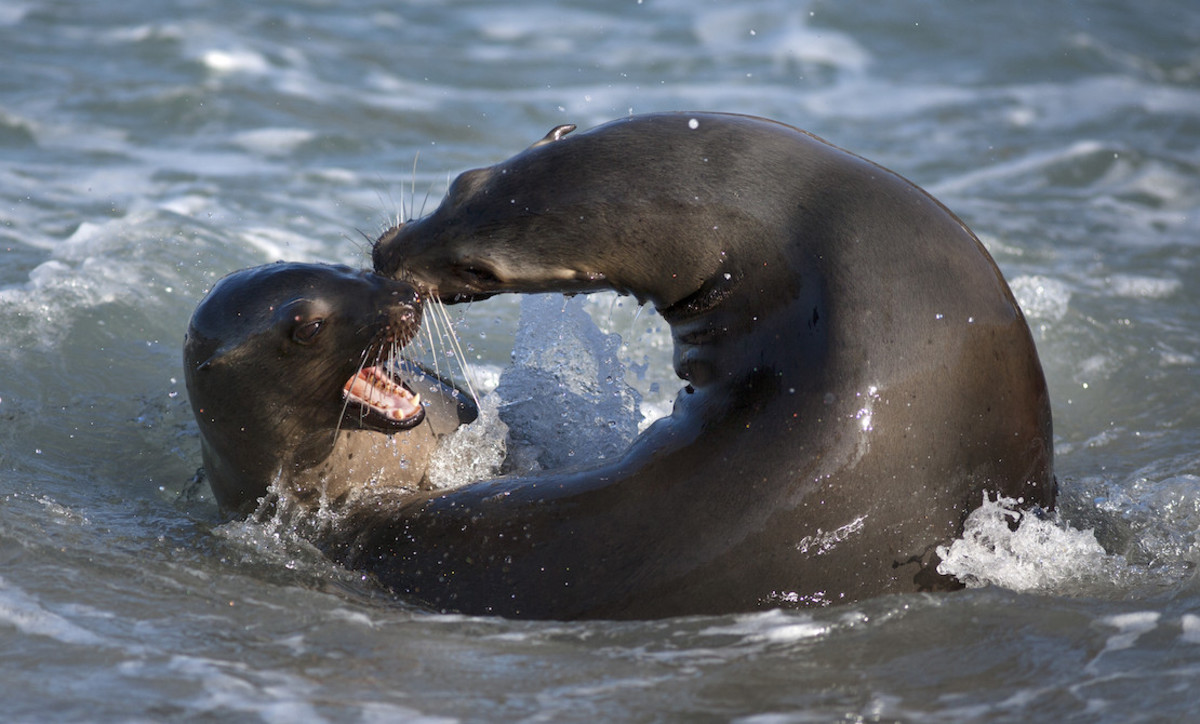 California Sea Lions Aggressive Due to Toxic Algae Blooms