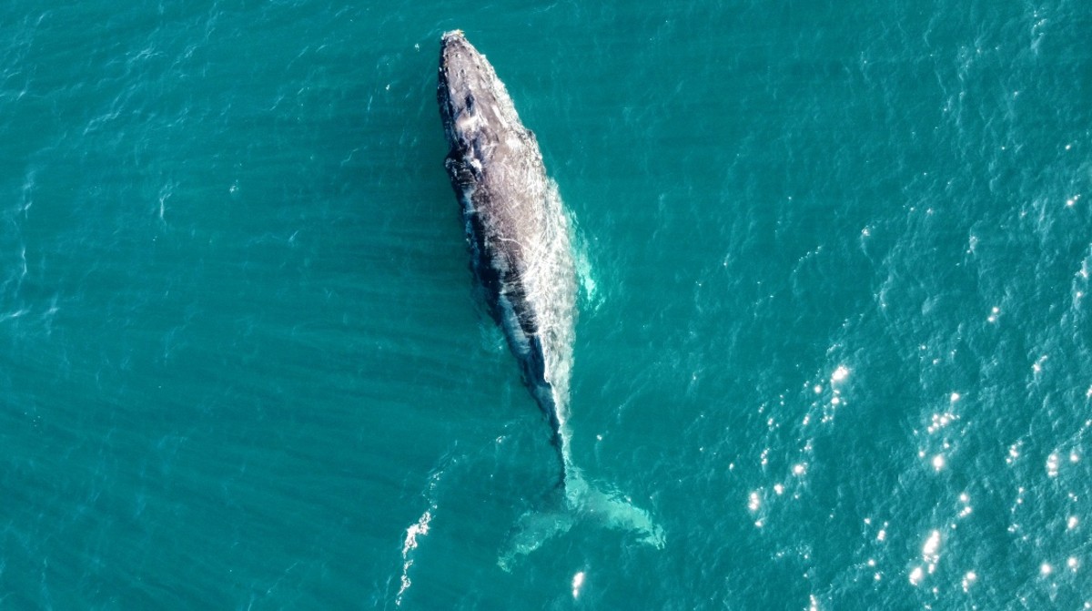 Nearly 15 Year Old Whale Carcass Supports Undersea Ecosystem