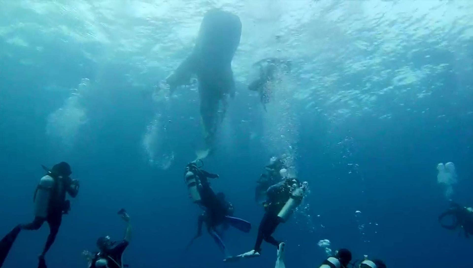 Trapped Whale Sharks Rescued By Divers In Indonesian Waters
