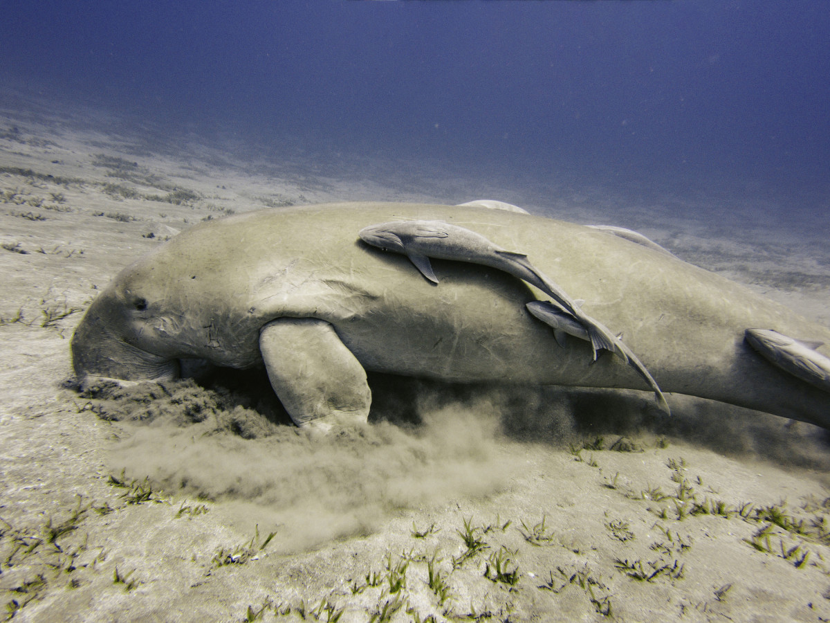 Diving the Red Sea Redefined My Idea of Regenerative Travel