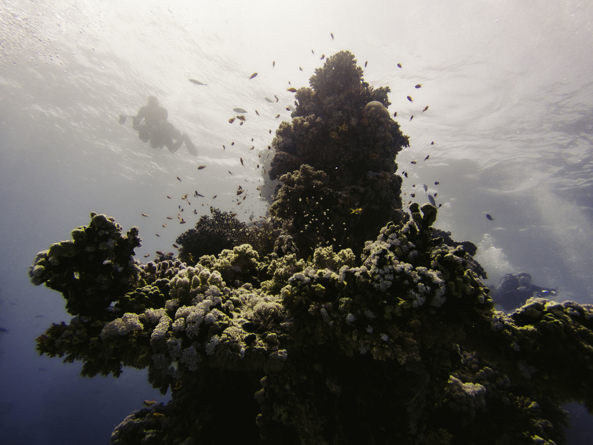 Diving the Red Sea Redefined My Idea of Regenerative Travel