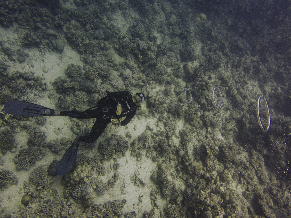 Diving the Red Sea Redefined My Idea of Regenerative Travel