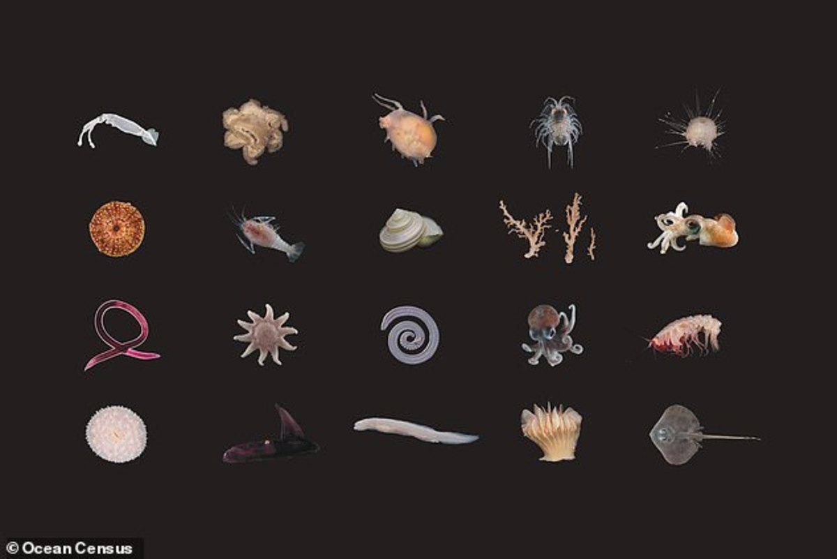 Scientists Find Nearly 100 New Species, Including Several Fish, During ...